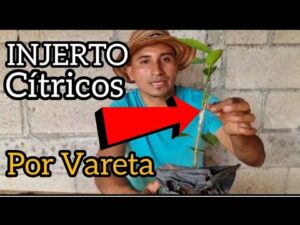 Aprende cómo injertar un limón en casa con esta guía completa - La ...